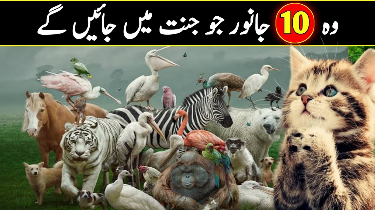 Wo 10 Janwar Jo Jannat main Jayen gay | Animals in Jannah | Albarq info ...