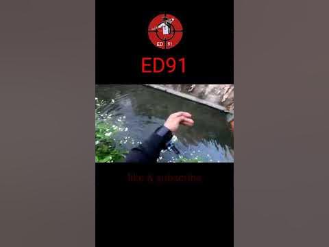 Lihat monster ikan gabus sedekat ini..,auto langsung sikat || ED91 - YouTube