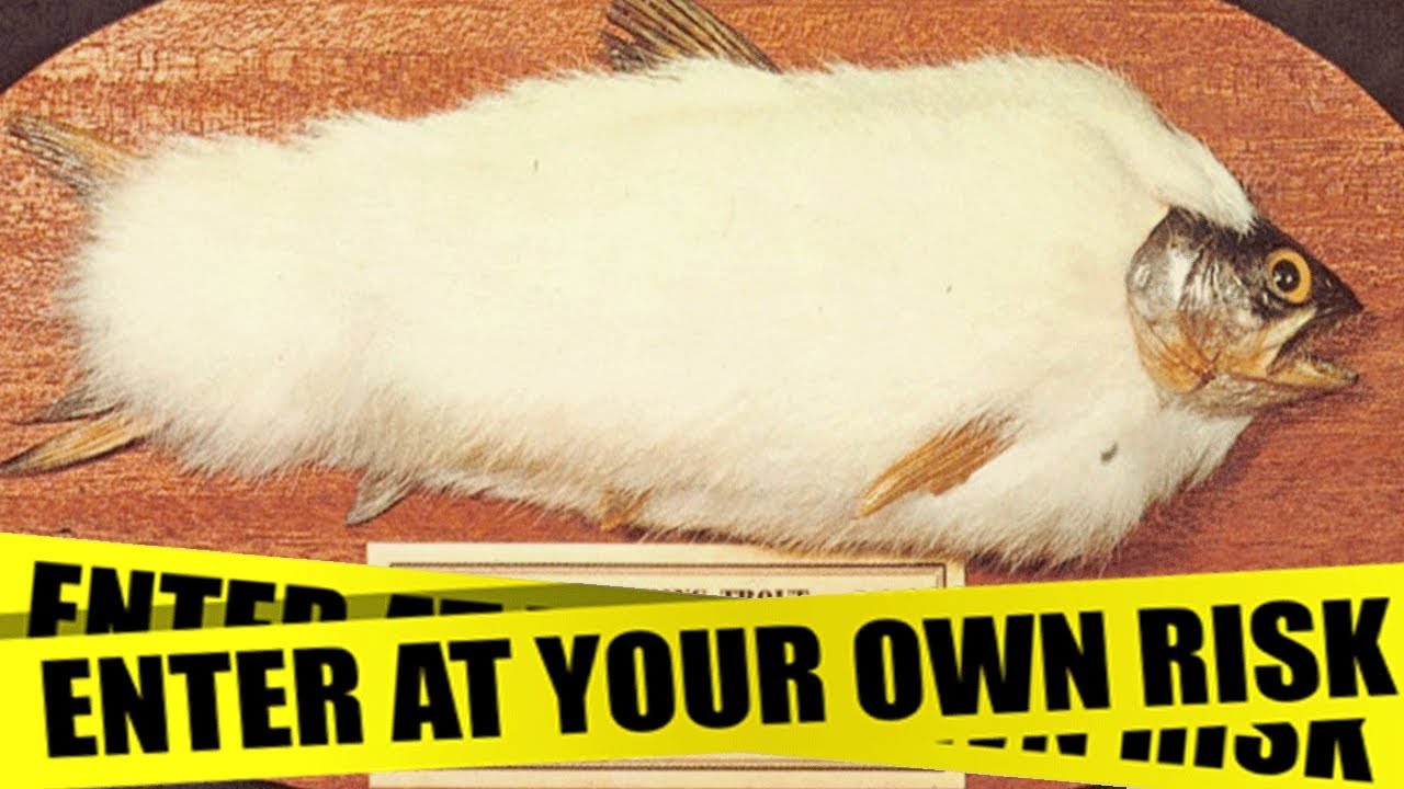 A Furry Fish? Can You Believe It! - YouTube