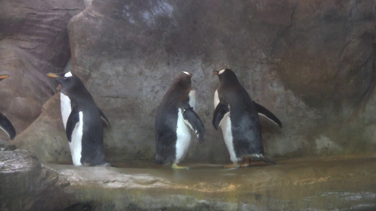 #1-12 Sep 2018 penguin at Adventure world, Japan - YouTube