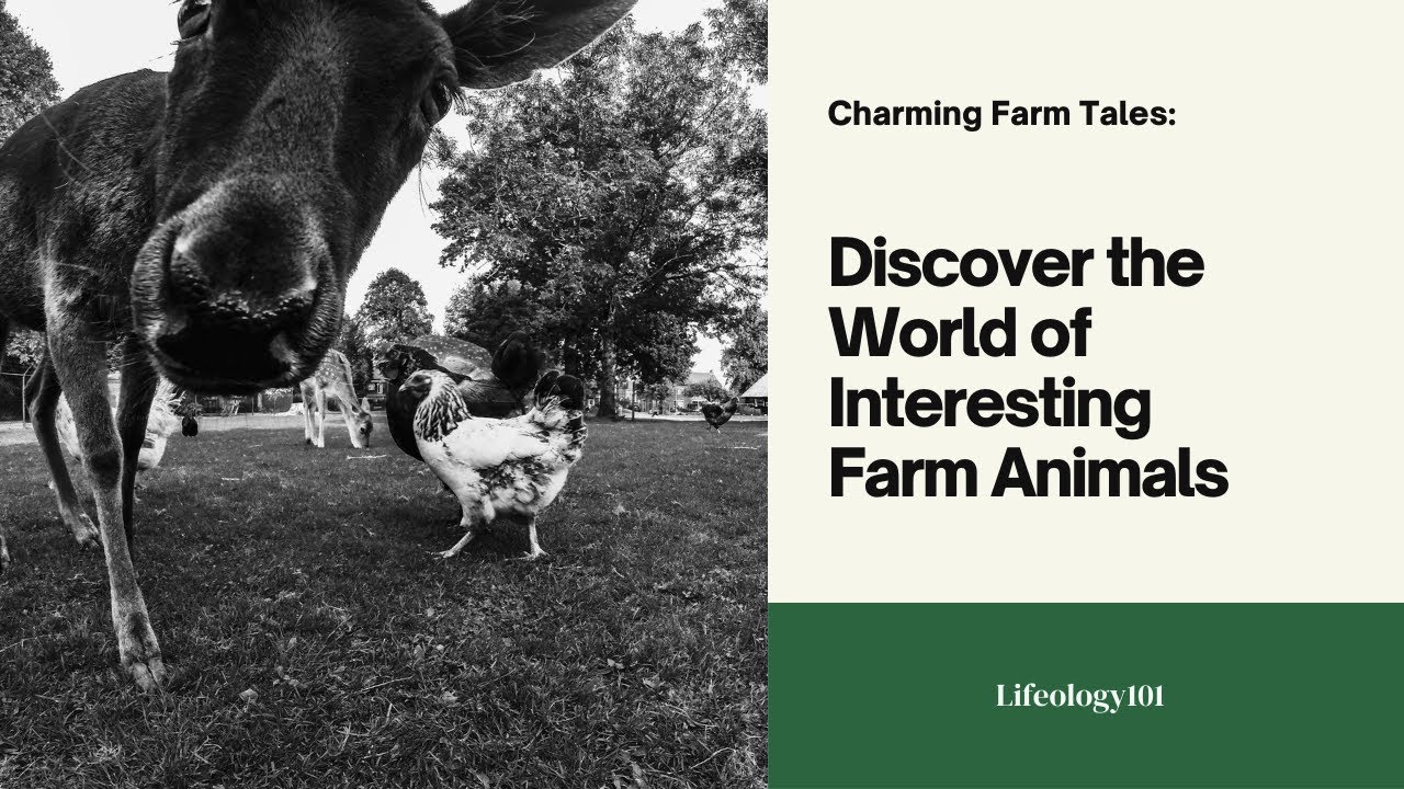Discover the World of Interesting Farm Animals - YouTube