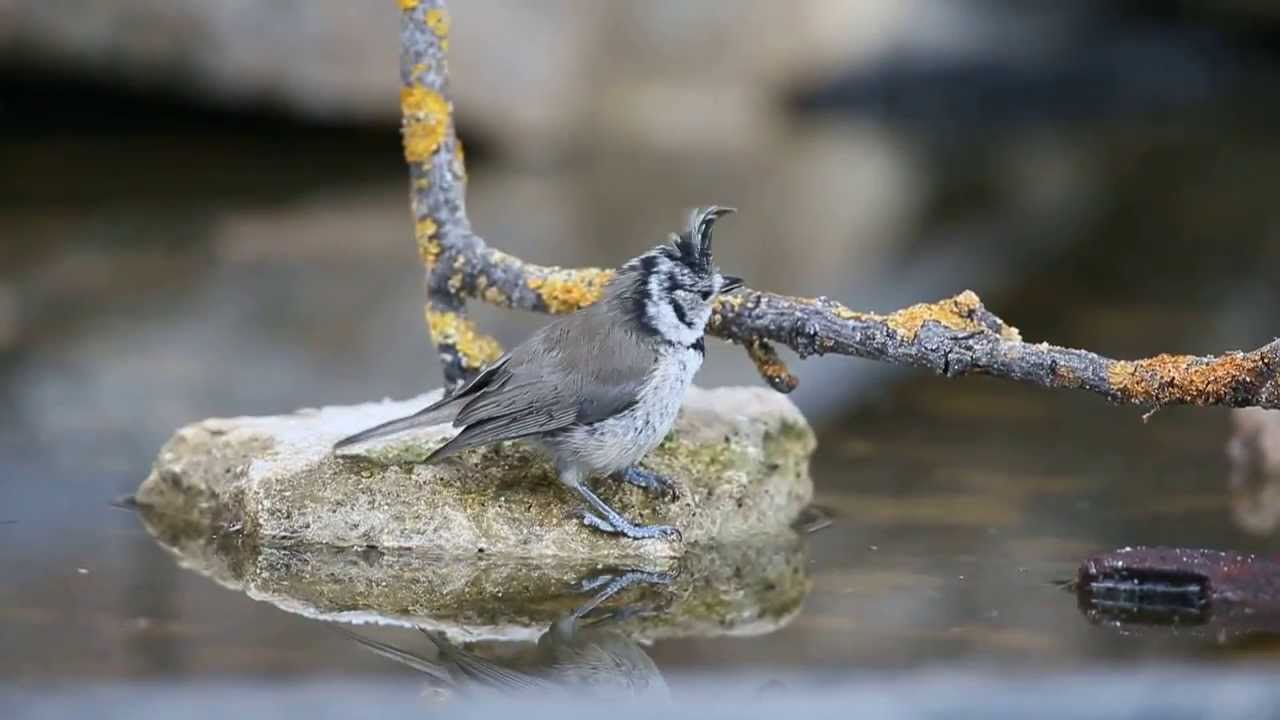Kuifmees (Lophophanes cristatus) European Crested Tit - YouTube
