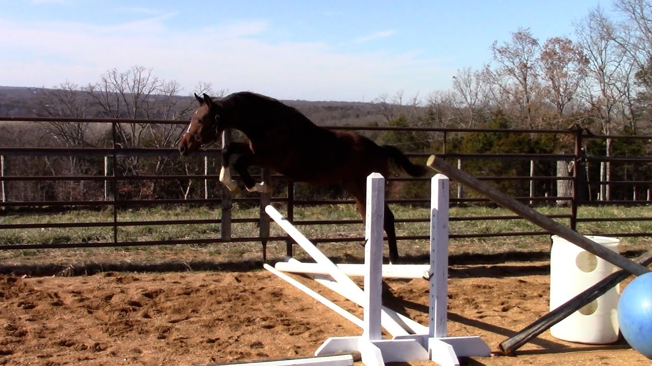 Apiro 2023 Colt at Liberty - YouTube