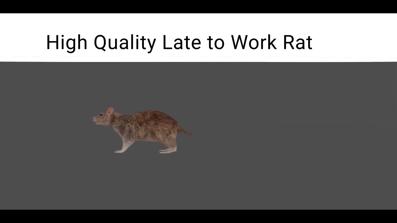 High Quality Late to Work Rat - YouTube