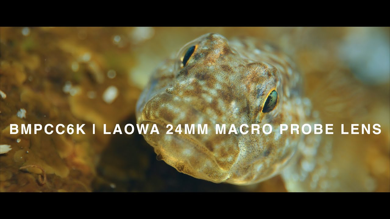 BMPCC 6K | Laowa Probe Lens | Extreme Macro Shots with the Blackmagic ...