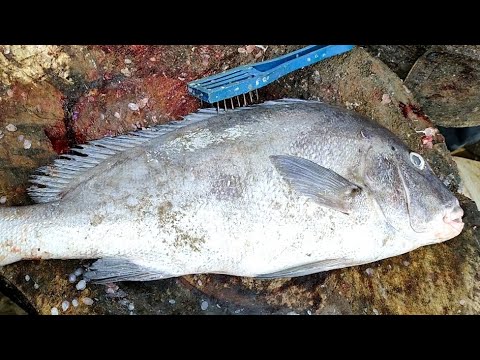 தோளன் மீன் வெட்டுதல்\tholan fish catting video🐟🐟🐟🐟🐬💥🐠🐠⁉️🍗😍😘😋😋# ...