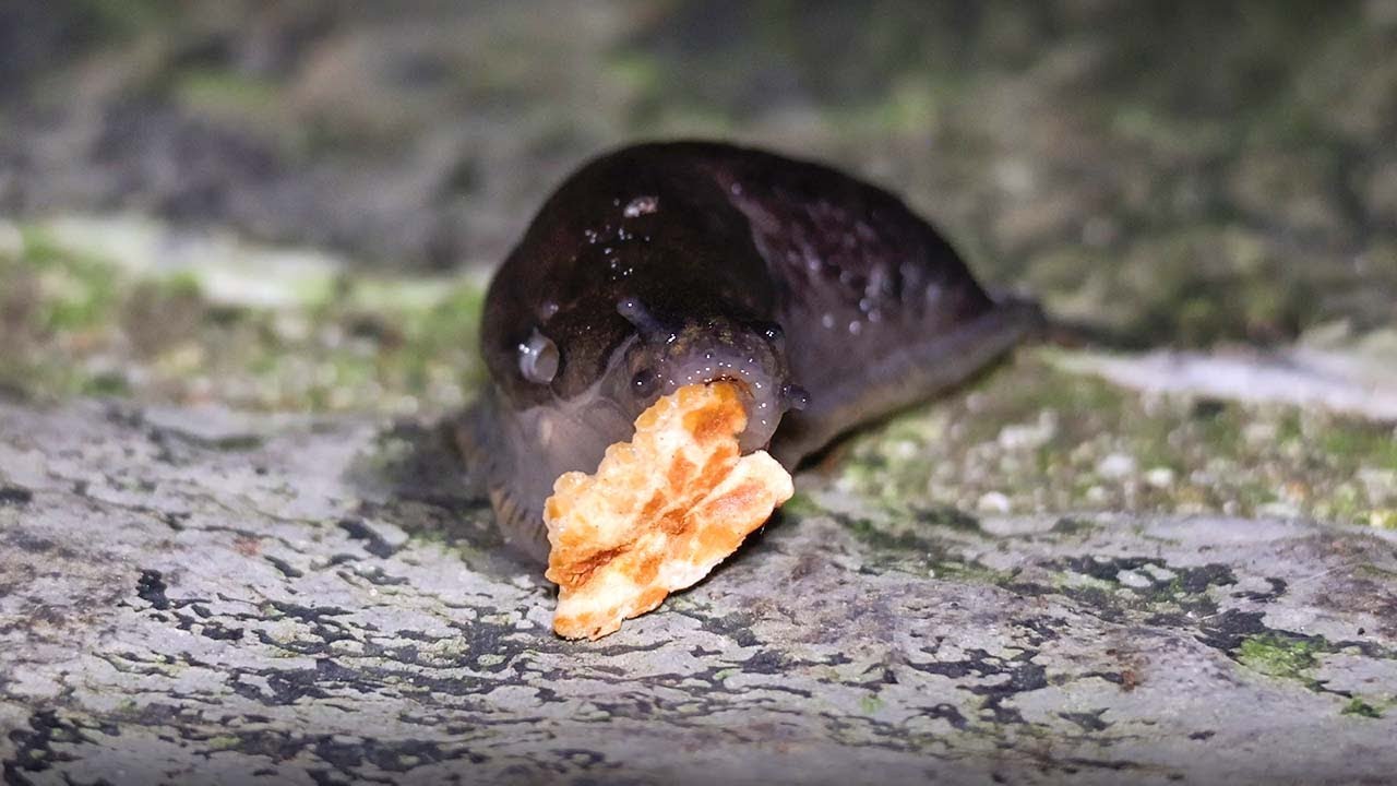 Slug vs. Pop Oat (Time Lapse) - YouTube