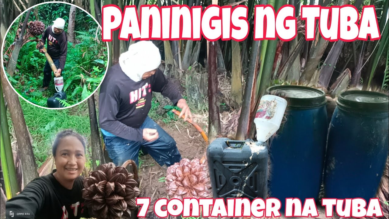 Paninigis ng Tuba ng Sasa/ 7 container na tuba Ang aming nakuha - YouTube
