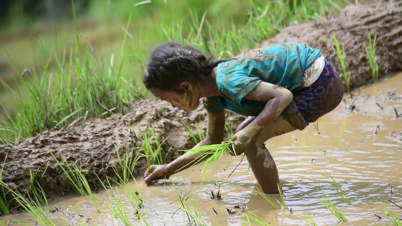 Rice cultivation in Nepal | Dhan Ropai - YouTube