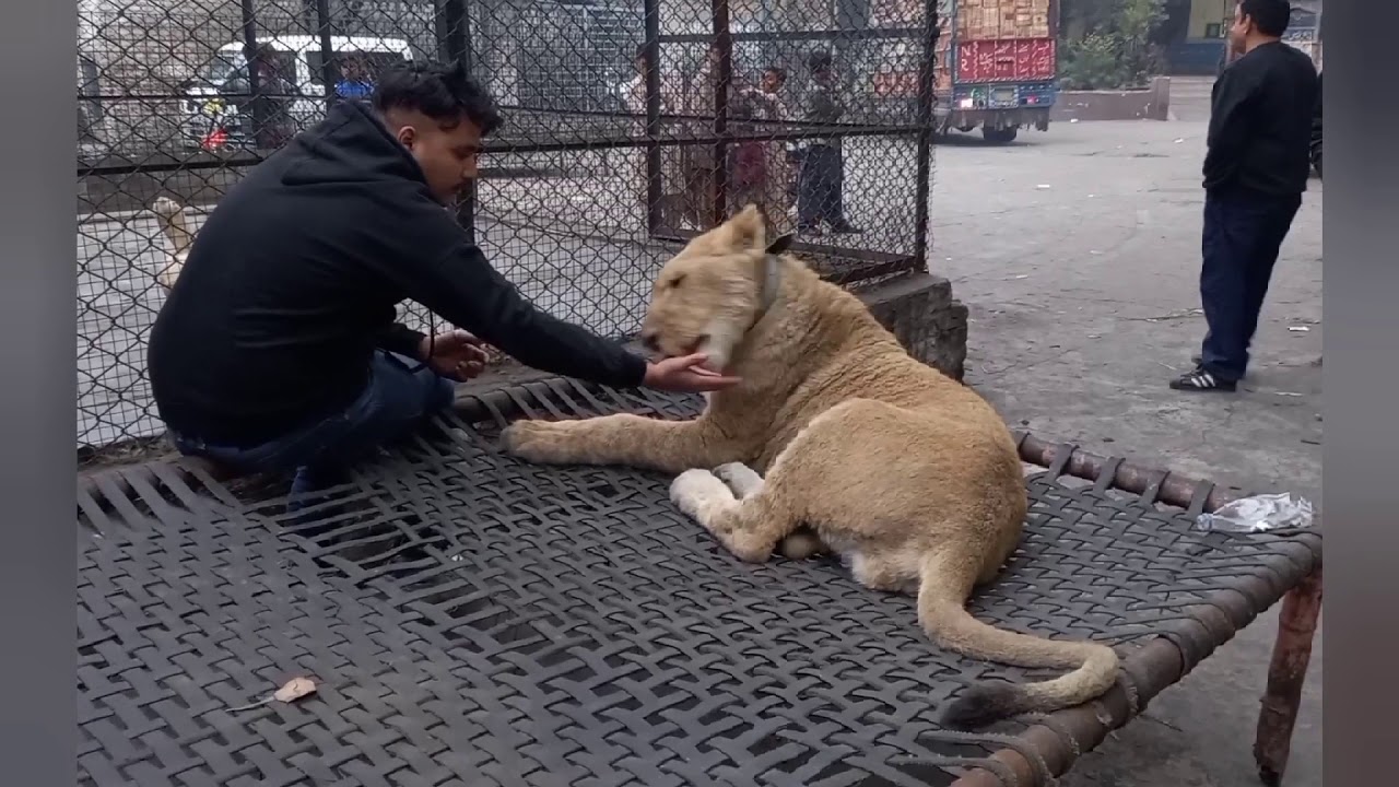 jamil lion video - YouTube