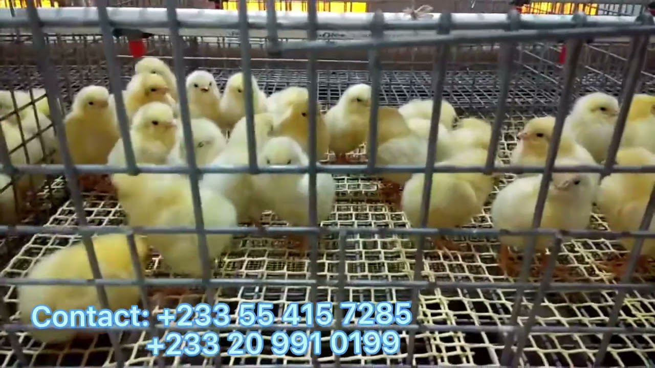 Fully automated 90000 capacity Day old chicks brooder biggest in Ghana ...