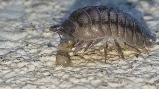 Potato bug eating