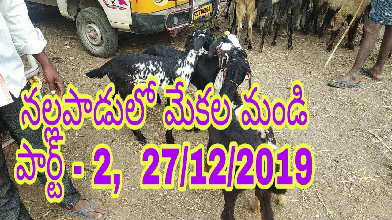 Goat Market in Guntur District Nalla padu 8247406087 Part-2, 27/12/2019 ...