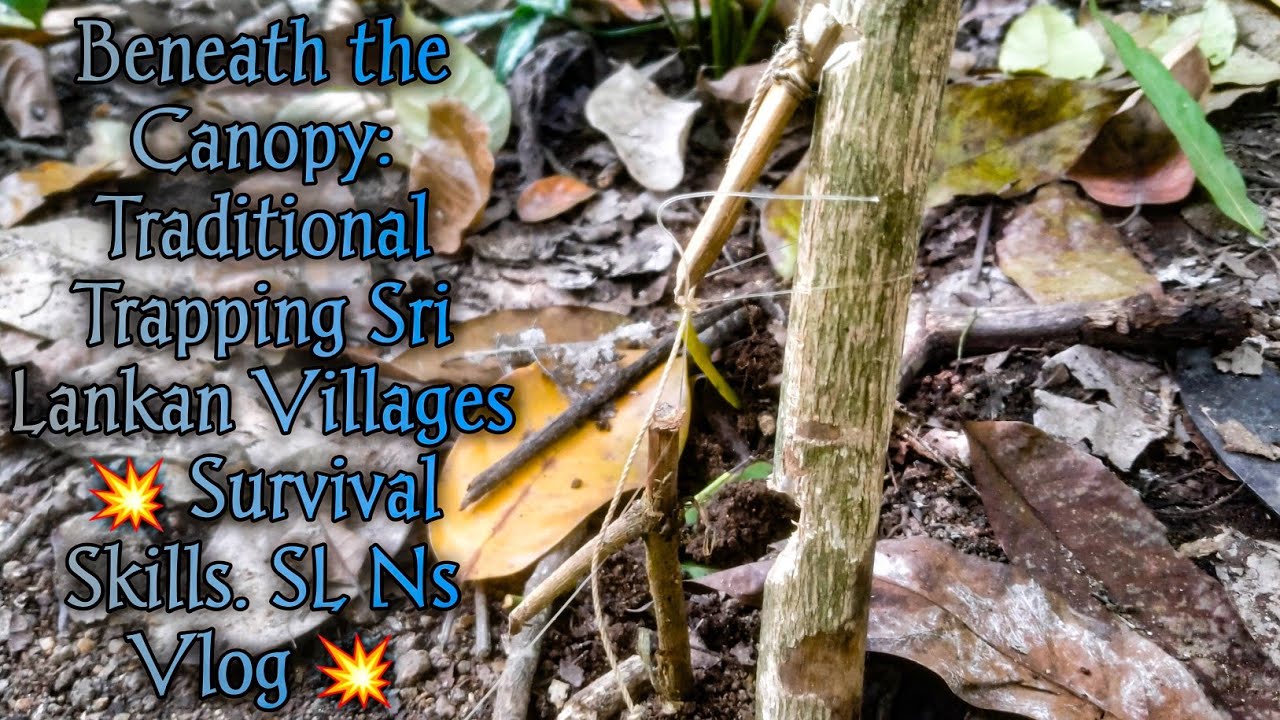 Beneath the Canopy: Traditional Trapping Sri Lankan Villages 💥 Survival ...