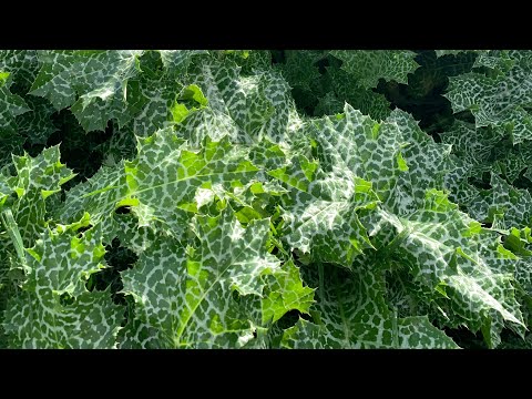 Kenger nedir? Nasıl yenir? Faydaları nelerdir?