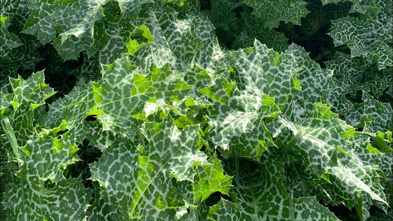 Kenger nedir? Nasıl yenir? Faydaları nelerdir? - YouTube