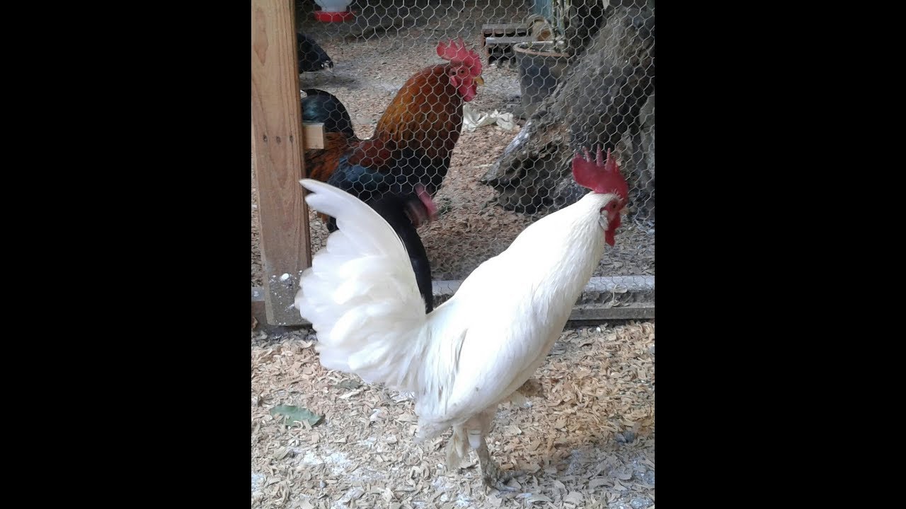 GALINHEIRO PARA CRIAÇÃO DE GALINHAS GARNIZÉ - YouTube