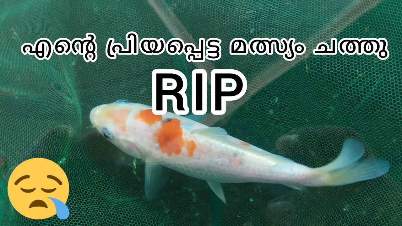 My favorite Japanese Koi fish dead |Koi fish Dead| - YouTube