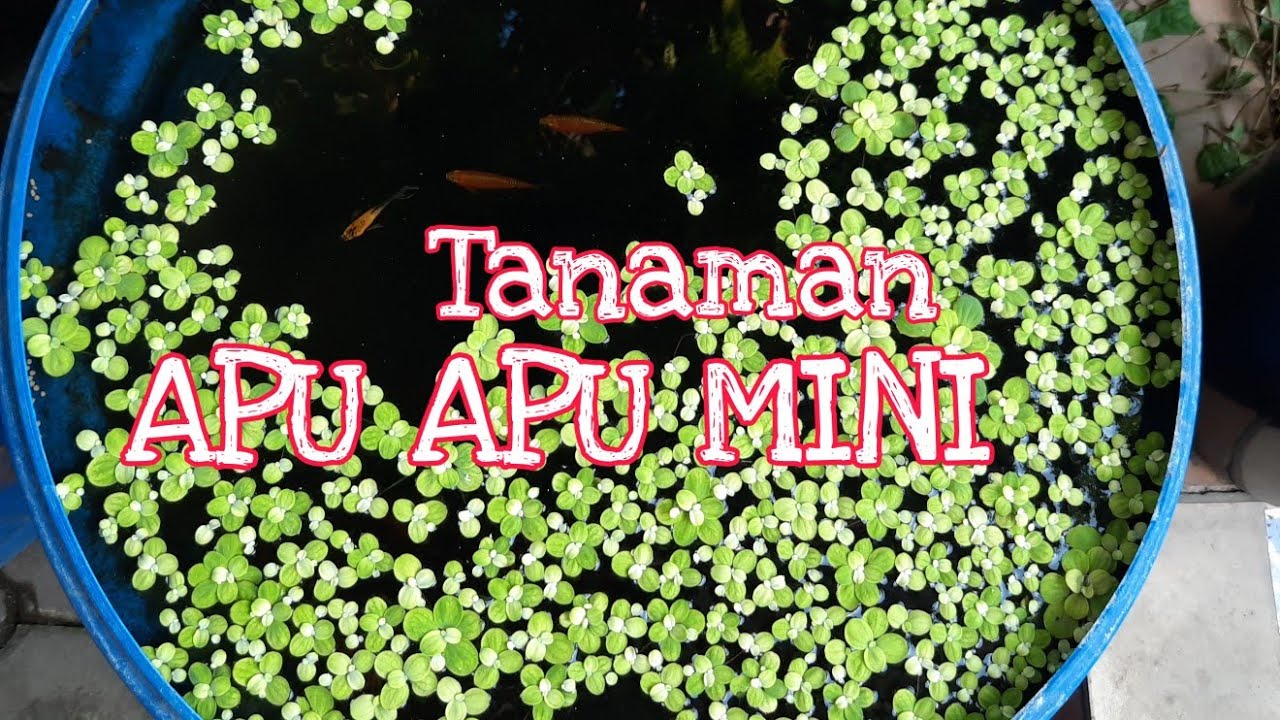 APU APU MINI - YouTube