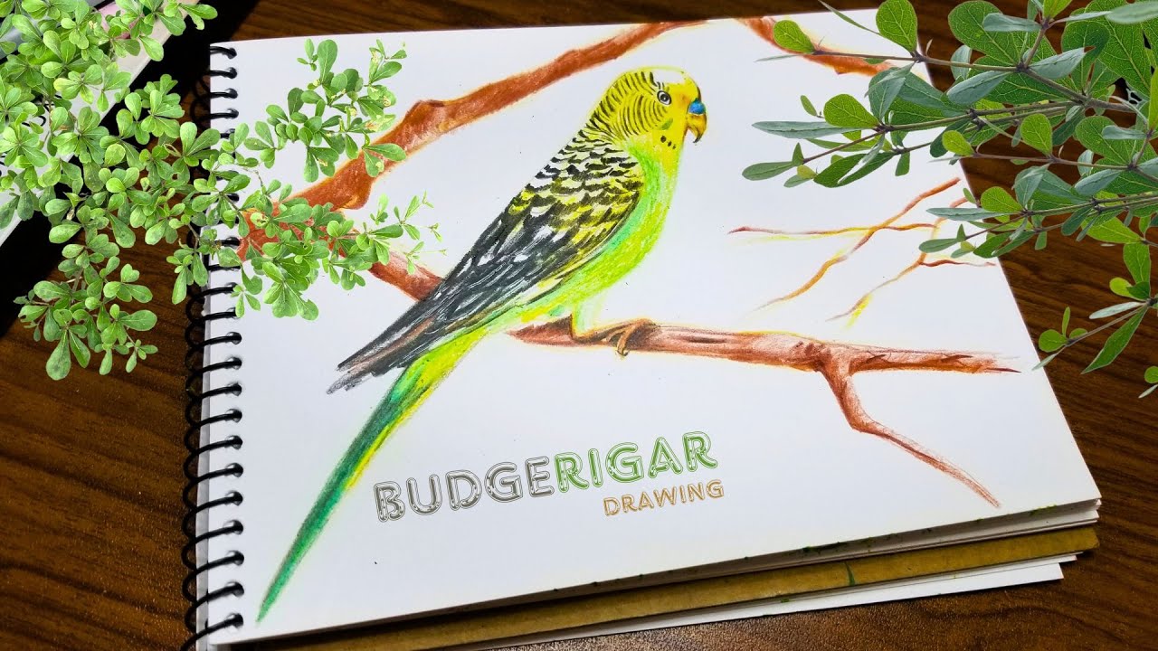 how to draw a budgerigar | budgie bird drawing | how to draw a budgie ...