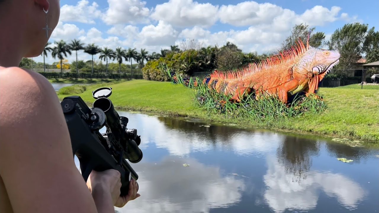 Using Precharged Pneumatic Air Rifle to Hunt Invasive Lizards- Florida ...
