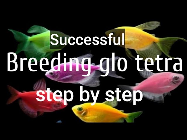 Glofish Breeding