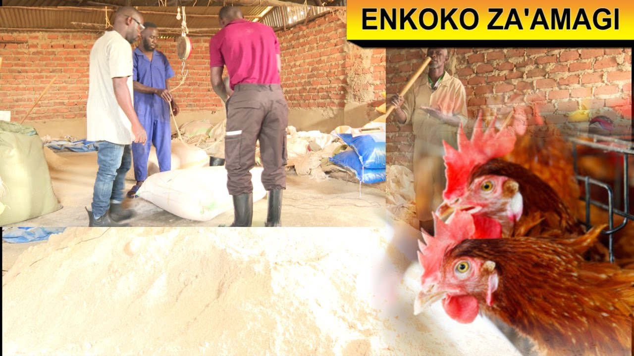 Yiga Entabula Y'emmere y'enkoko za'amaggi. (Practicle layers) With Dr ...