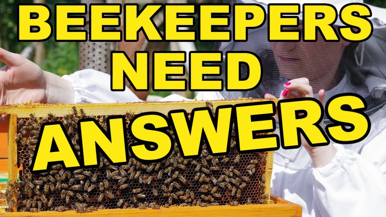Beekeeping Can Leave Beekeepers Looking For Answers! - YouTube
