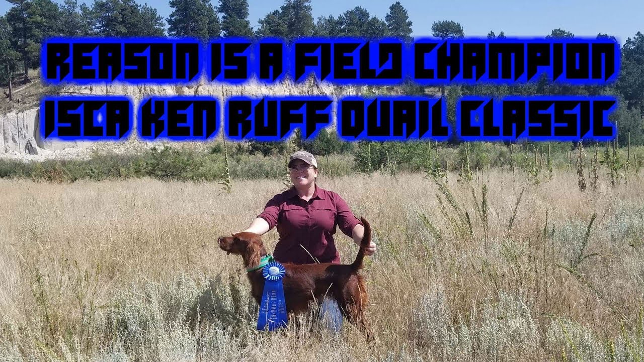 Reason is a Field CHAMPION! (ISCA Ken Ruff Quail Classic) - YouTube