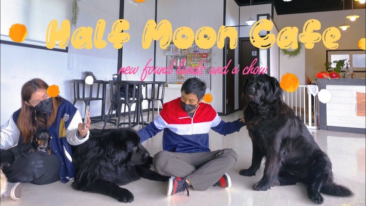 Biggest and sweetest New Found Land Dogs at Half Moon Cafe | 하프문 애견카페 ...