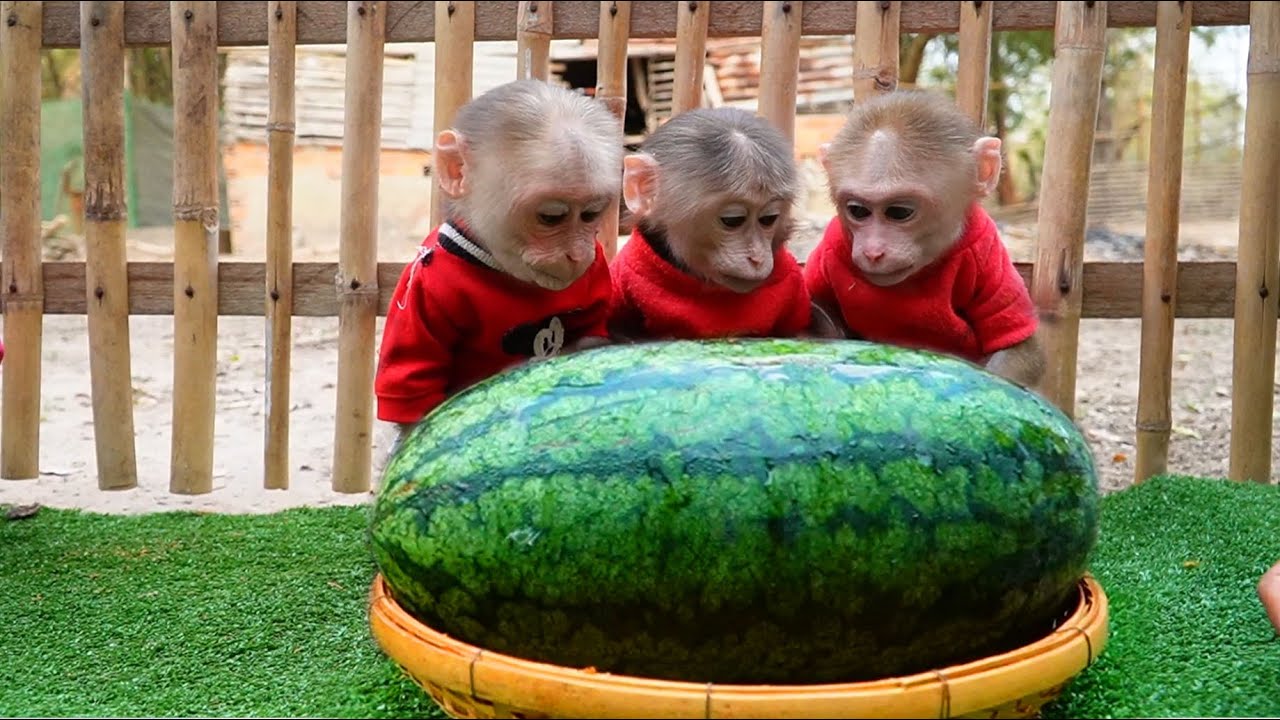 baby monkey eating watermelon / Amazing Fruit - YouTube