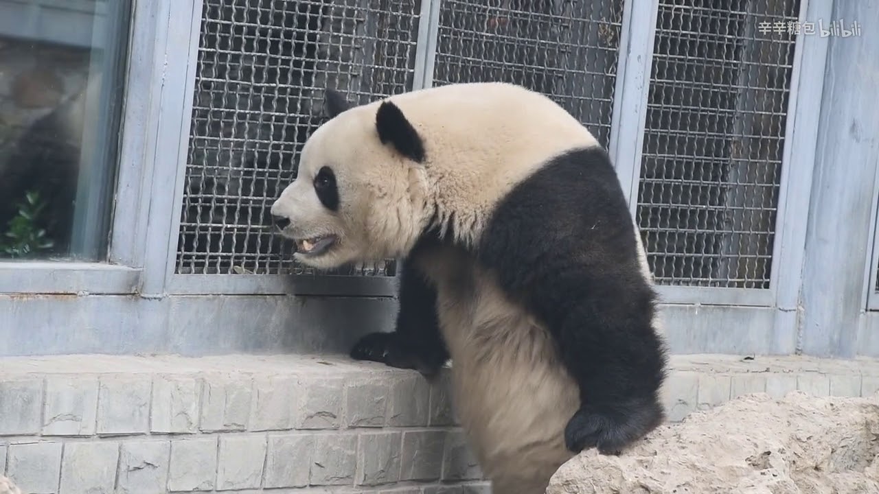 Panda Meng Lan : Who is talking about my short legs ? - YouTube