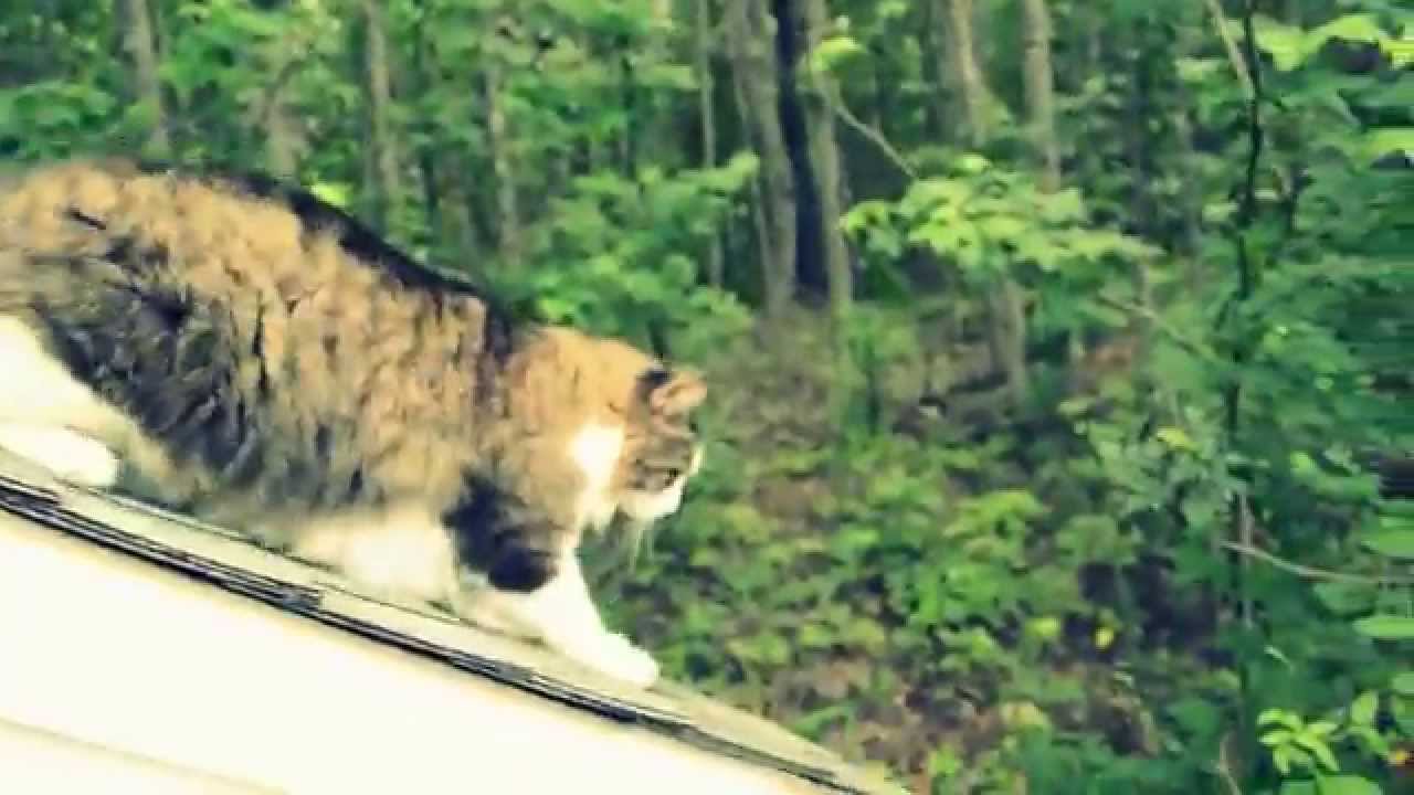 Gizmo the Cat - YouTube