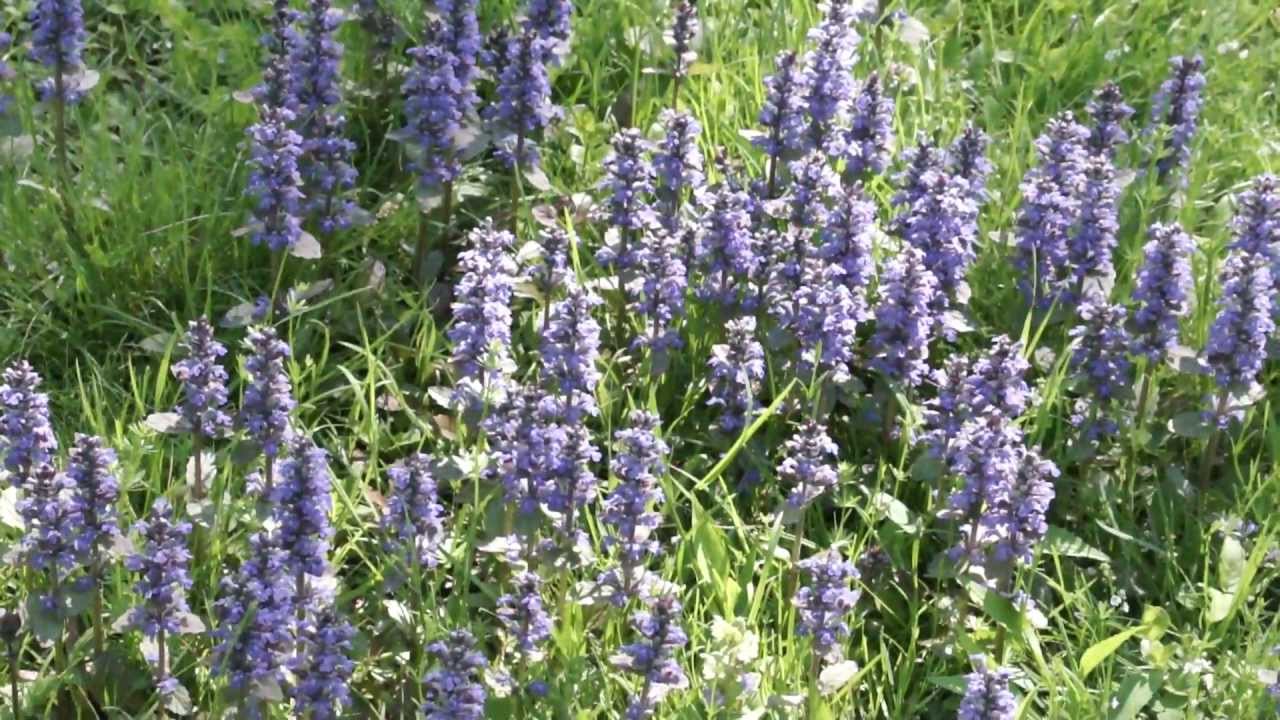 Blue-Nettle or Purple-Nettle, Upstate New York, Spring 2013 - YouTube