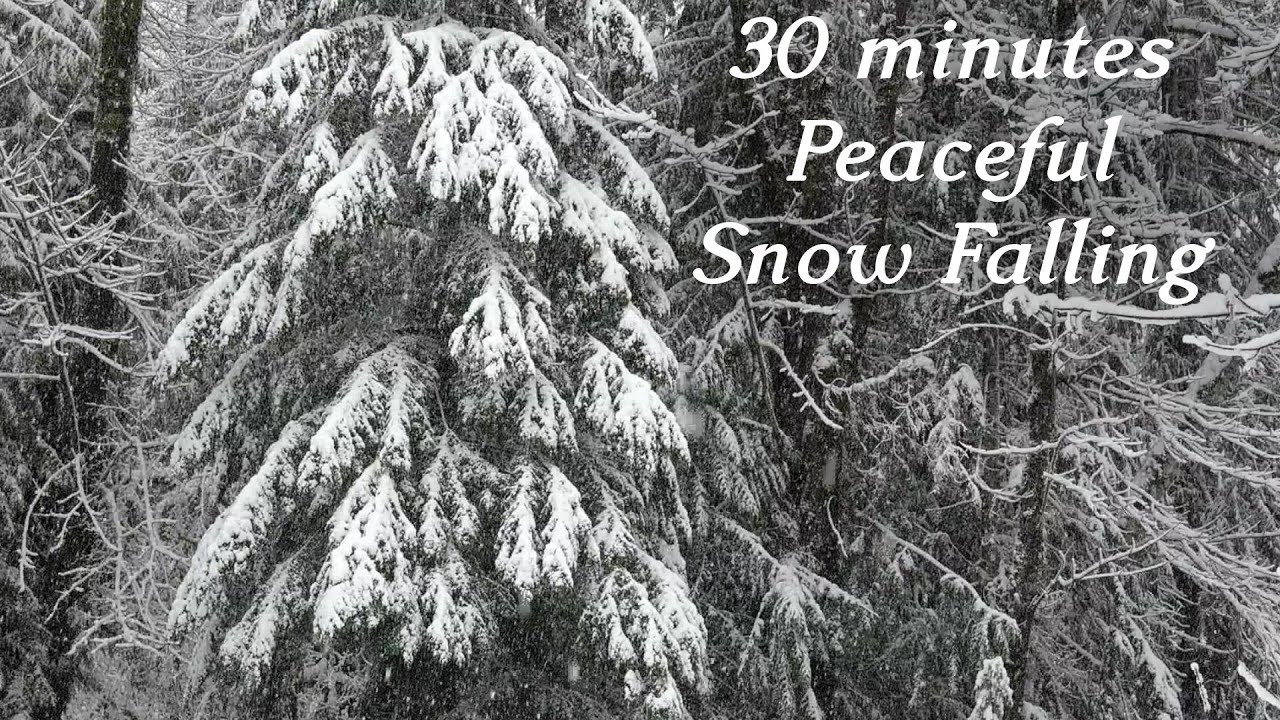 Silent Snow Falling in Real Winter Forest, Relaxing Background Video ...