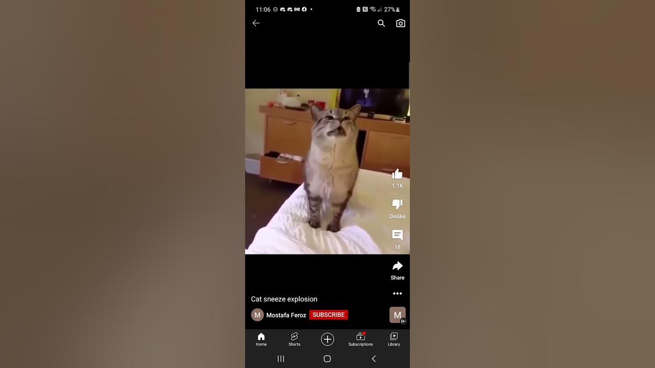 Cat Explodes Youtube