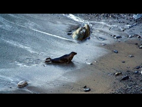 Mermaid and merman powers subliminal + tail - YouTube