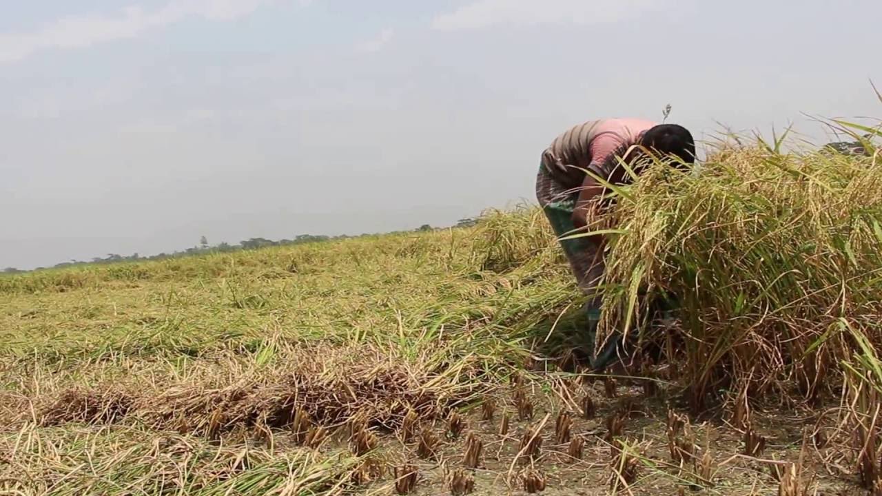 Cutting paddy .....With Daddy!!!!! - YouTube