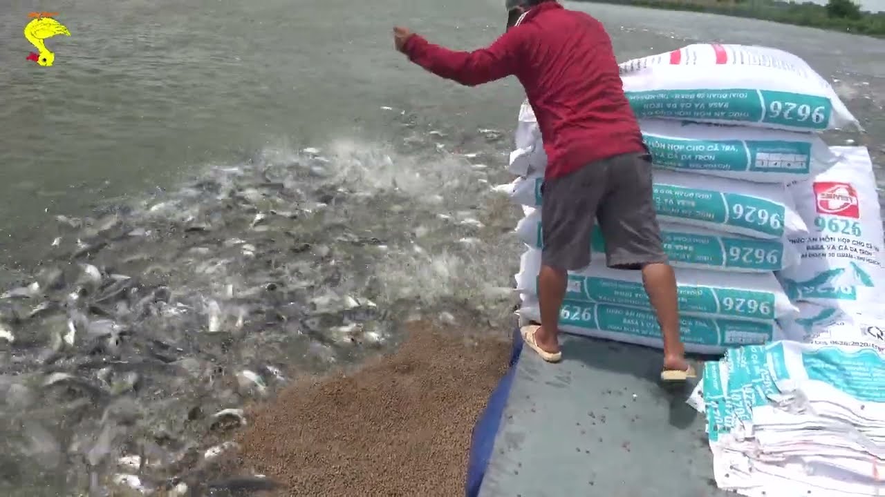 Cho Đàn cá khủng Ăn.Mangoor Fish Feeding Pond | Fighter Magur Fish food ...