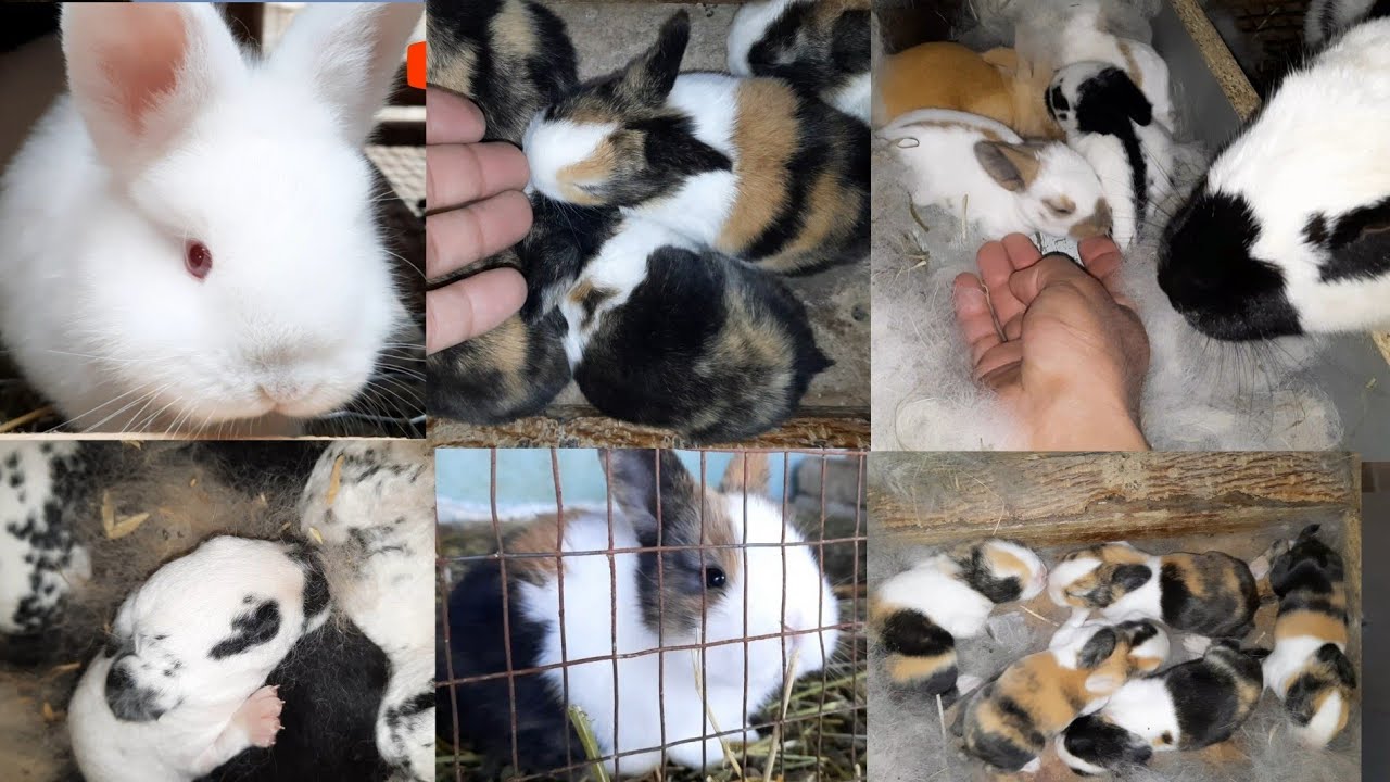 Funny and cute baby rabbit animal compilation. Dilyorbek Quva. - YouTube