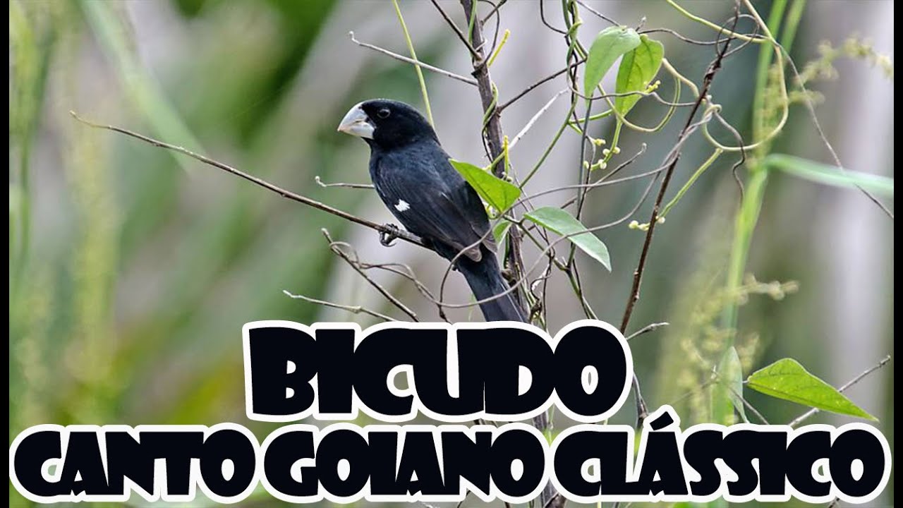 BICUDO - CANTO CLÁSSICO GOIANO - YouTube