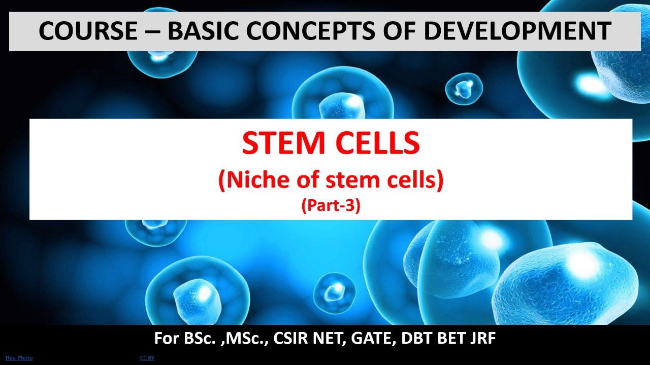 Stem cells - Stem cells niche (part-3) - YouTube