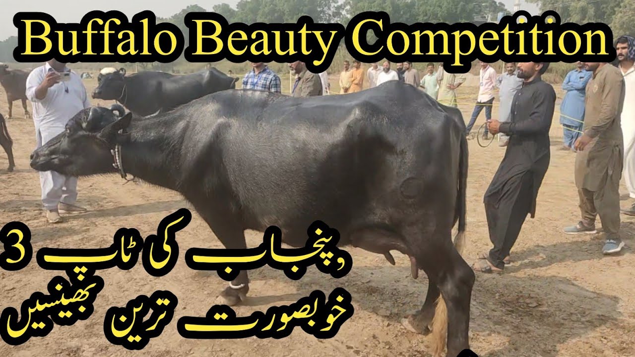 Most beautiful buffalo of Punjab II Beauty competition of buffalo UAF ...