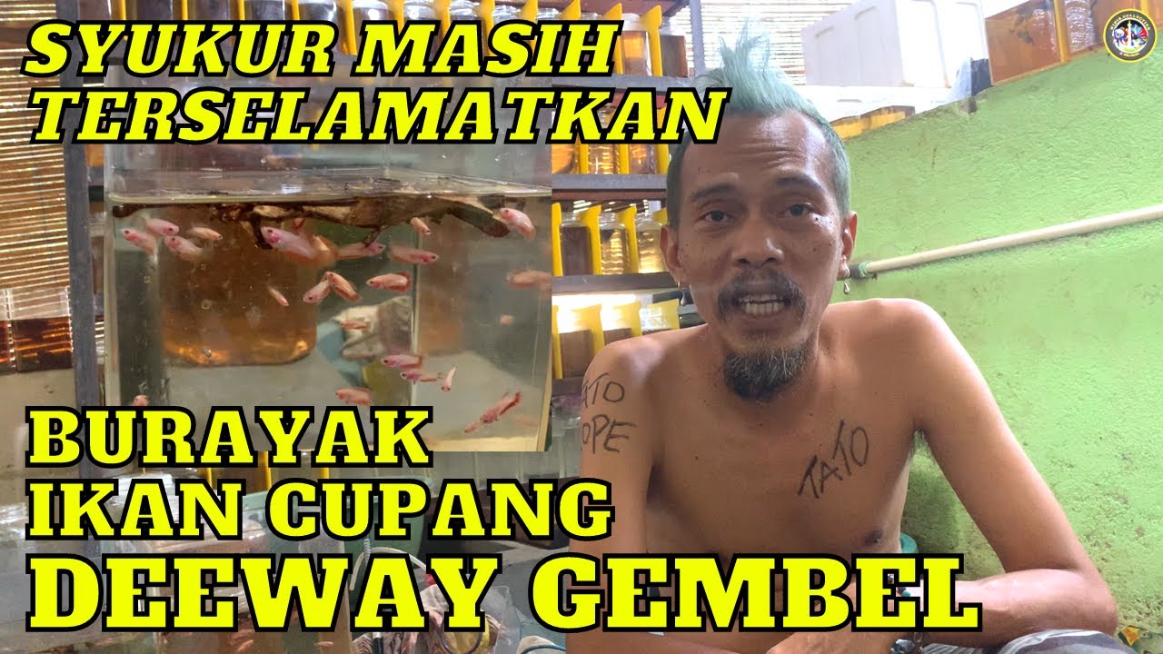 MENYELAMATKAN BURAYAK IKAN CUPANG BABEH DEEWAY GEMBEL - YouTube