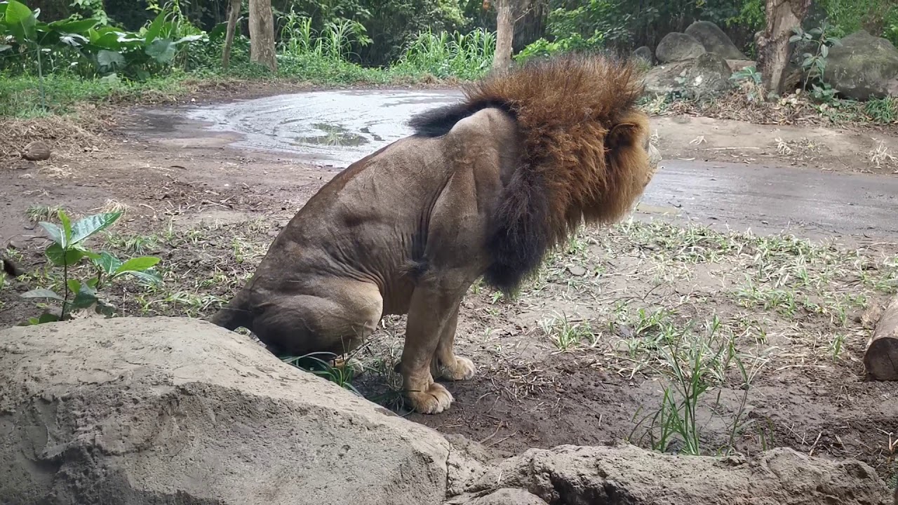 lion muscle fully pumped when poo / 狮子拉屎 - YouTube