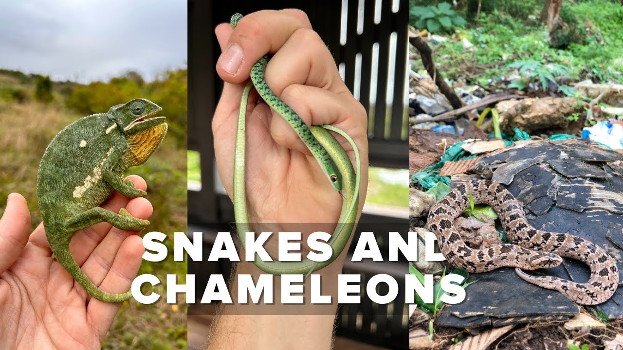 Venomous snakes, Chameleons, Frogs and MORE! - YouTube