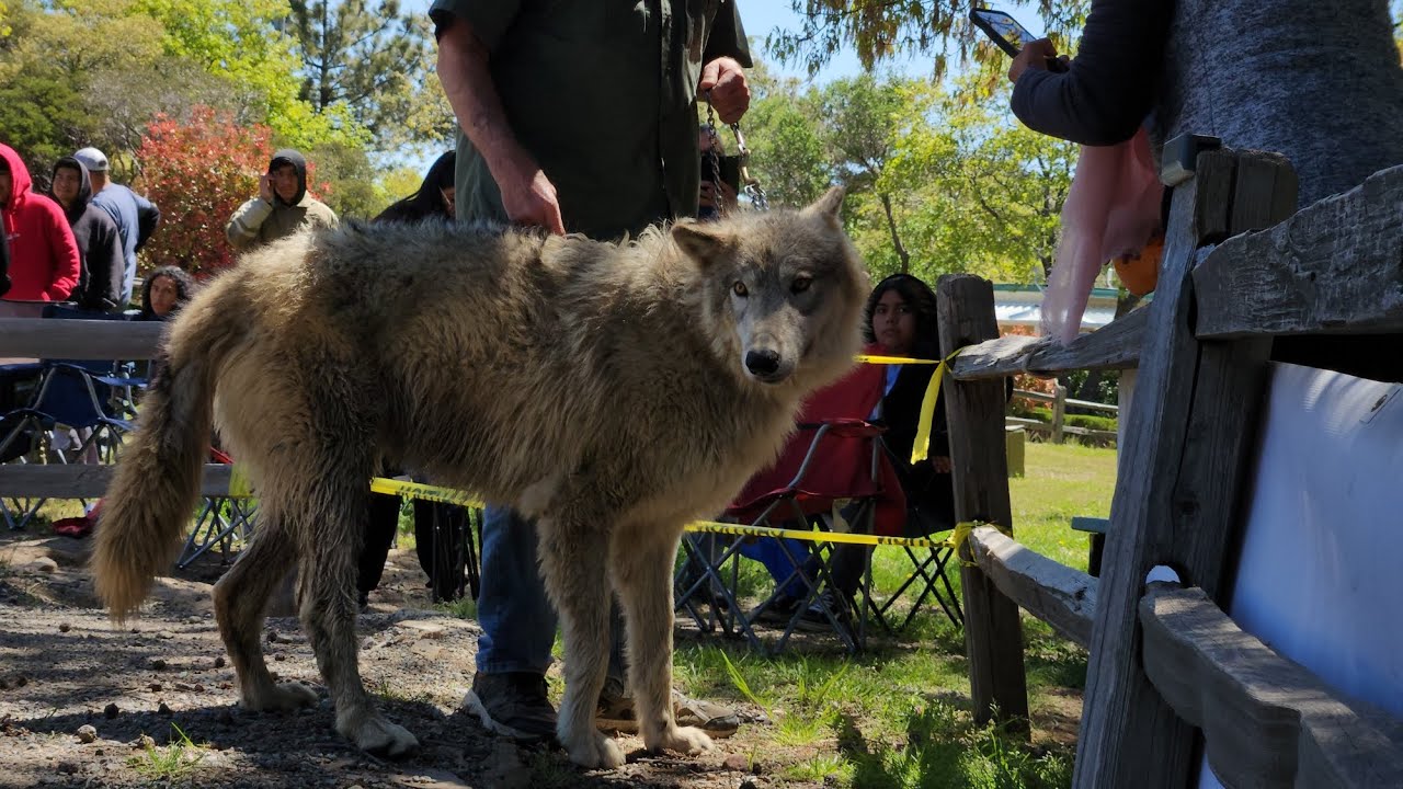 Join me and meet wolves at the Wolf Education Project! 2 - YouTube