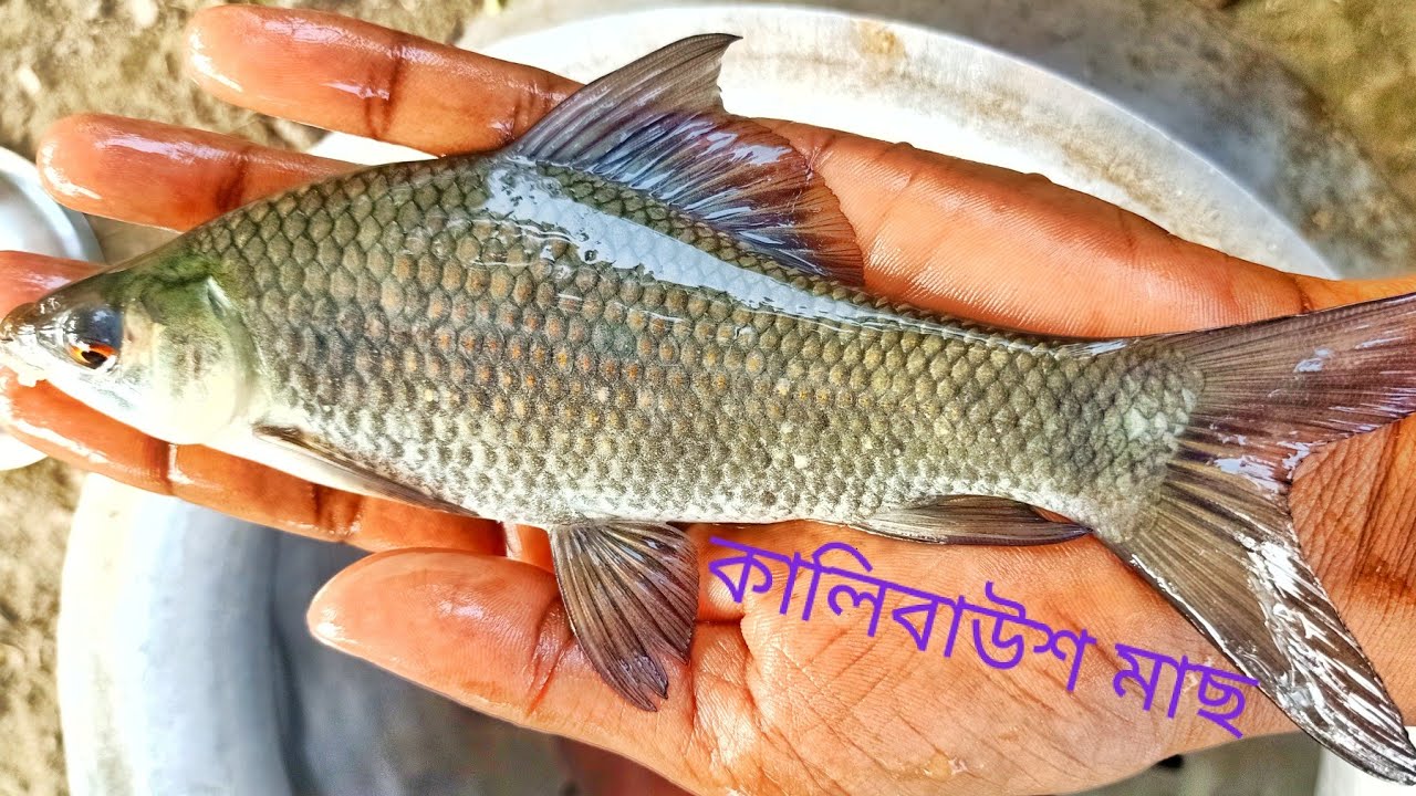 রুই+কালিবাউস মাছের পোনা । Kalibaus fish hatchery | Black rohu Labeo ...