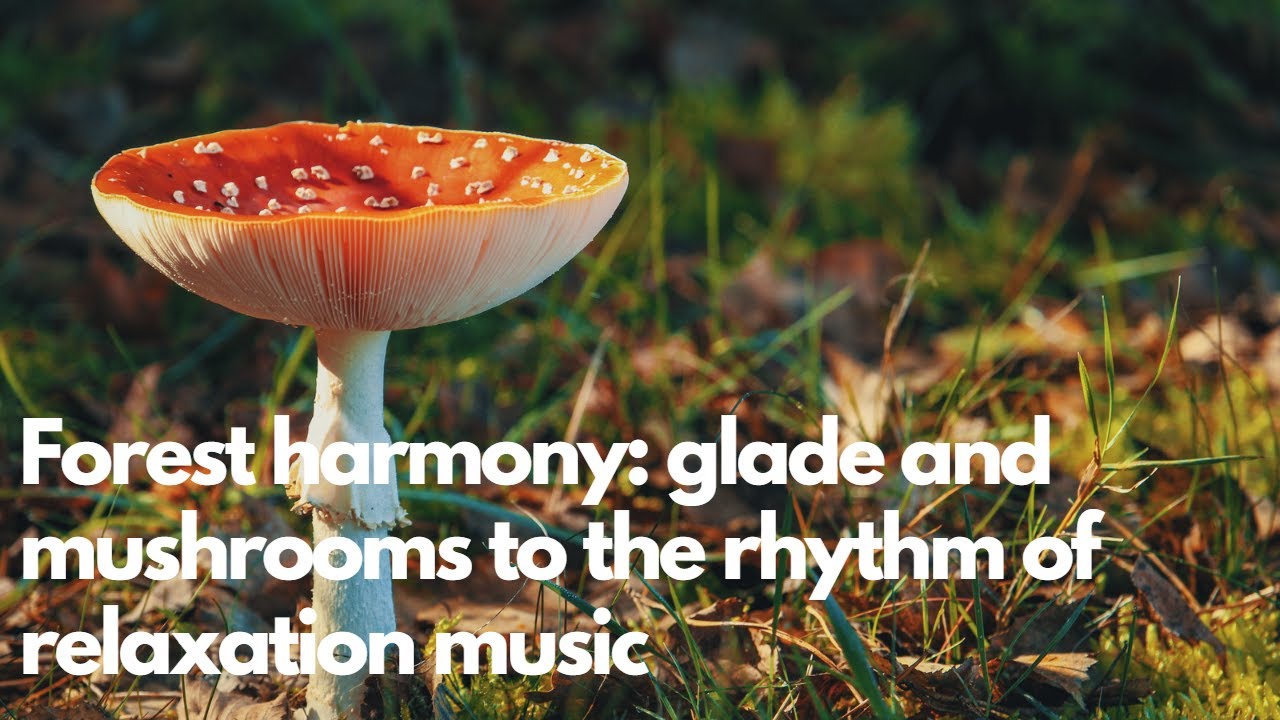 Forest harmony: glade and mushrooms to the rhythm of relaxation music - YouTube