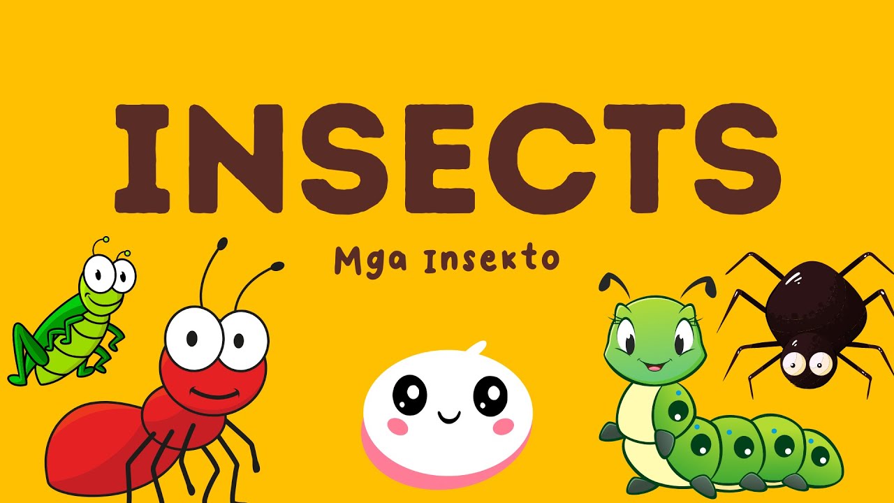 Insects (Mga Insekto) | English to Tagalog | Learning for Kids | Kinder ...